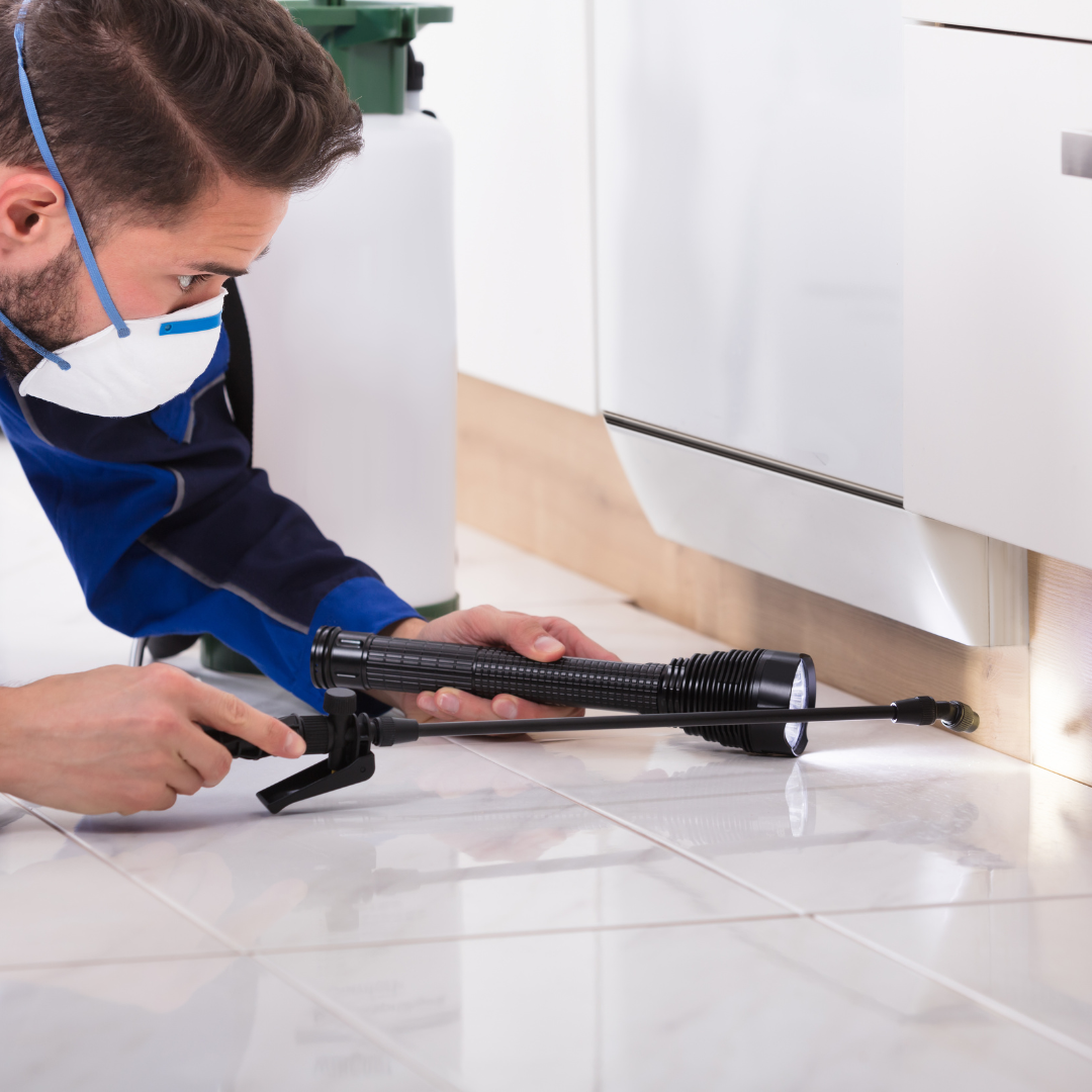 Rock Pest: Immediate Pest Control Saves You Money & Time